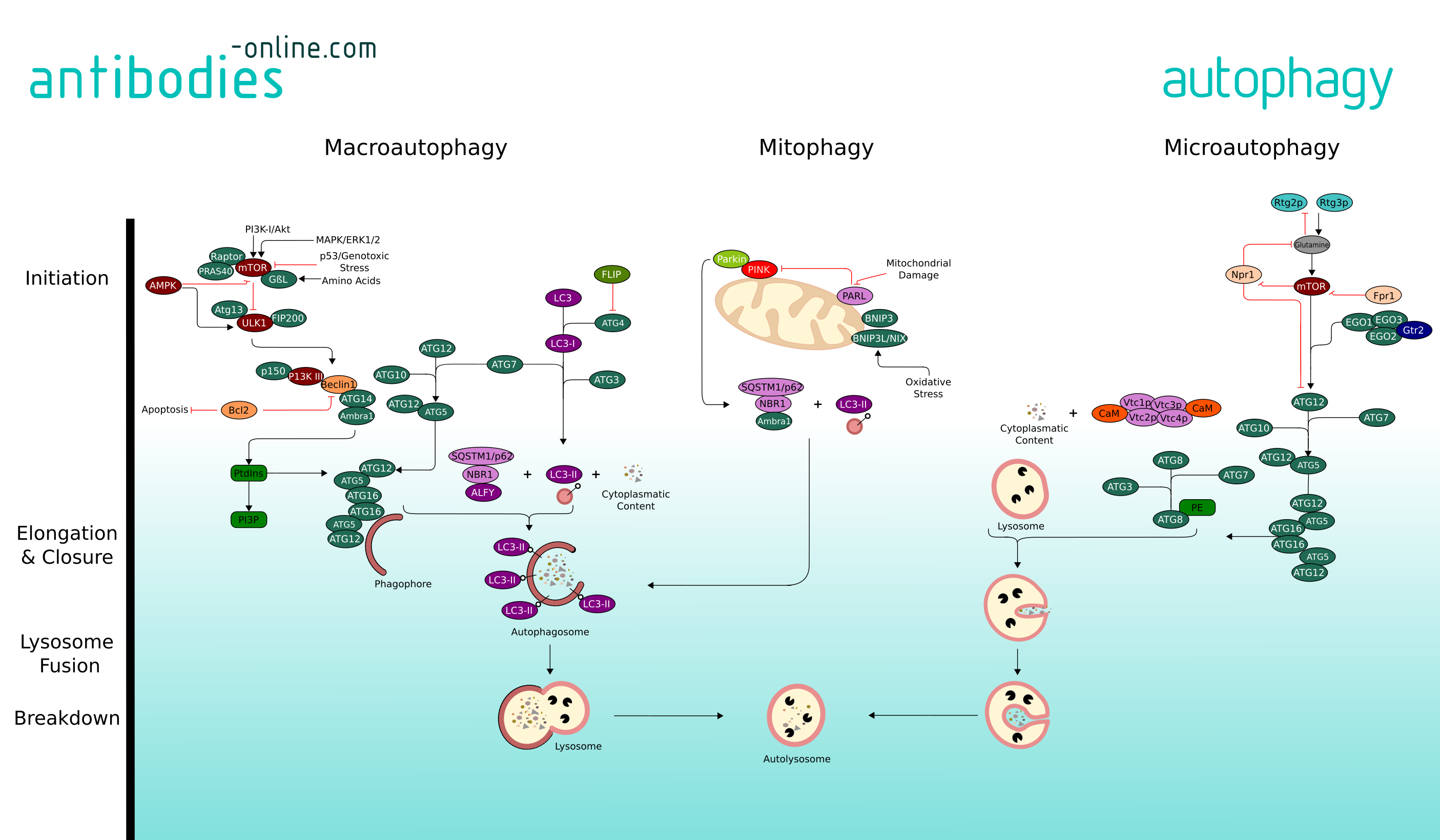途径: Autophagy | www.antibodies-online.cn