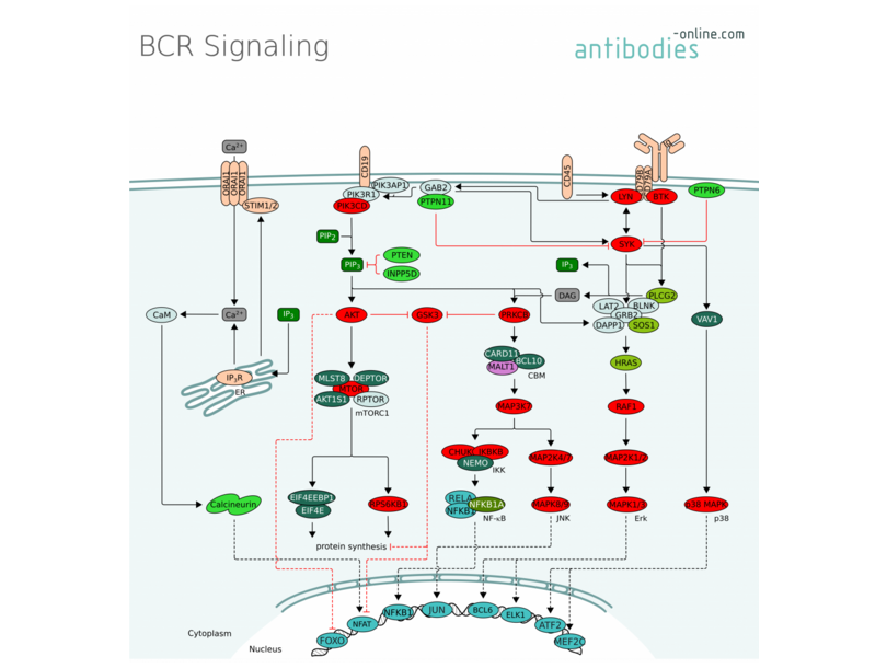 途径: BCR Signaling | www.antibodies-online.cn
