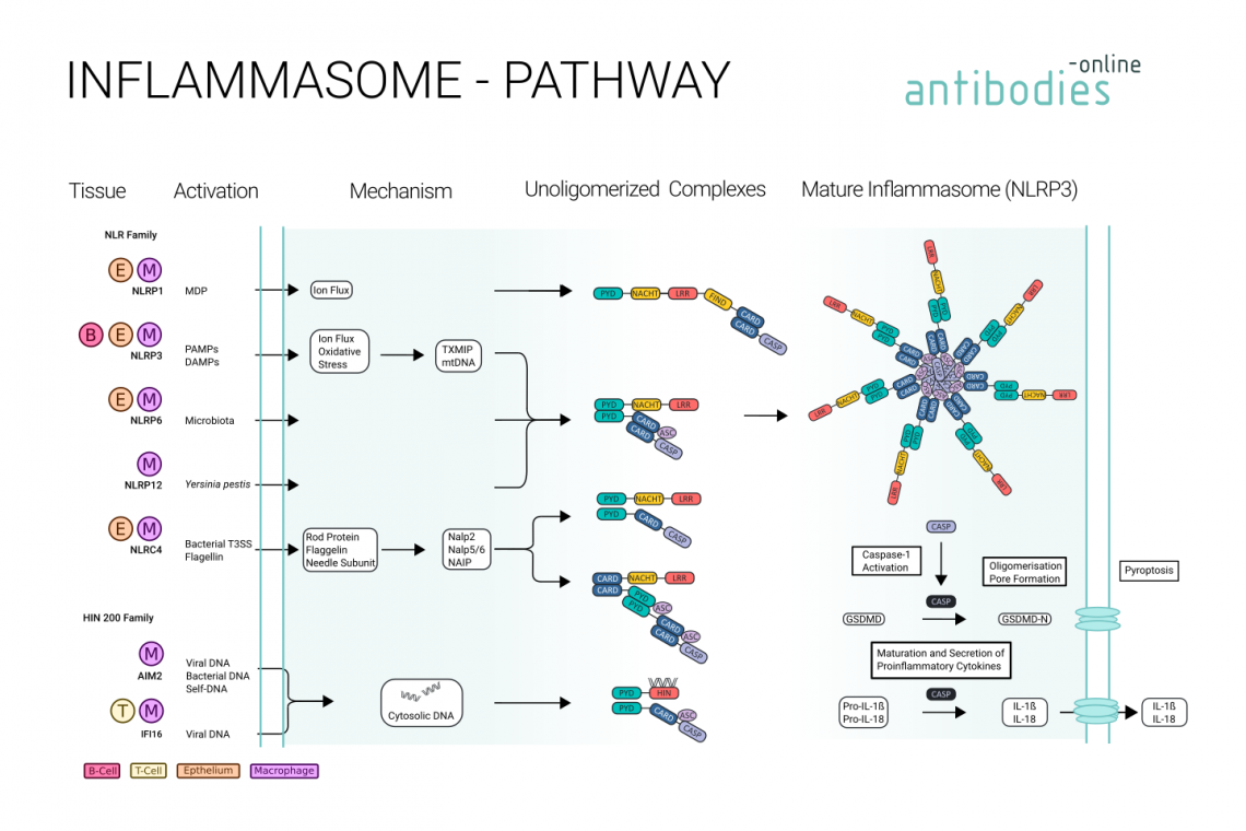 途径: Inflammasome | www.antibodies-online.cn