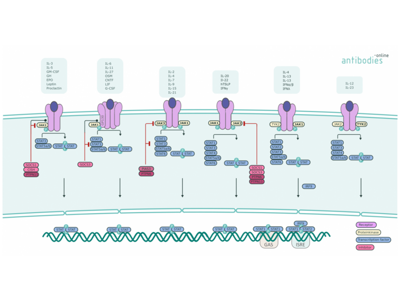途径: JAK/STAT Signaling | www.antibodies-online.cn