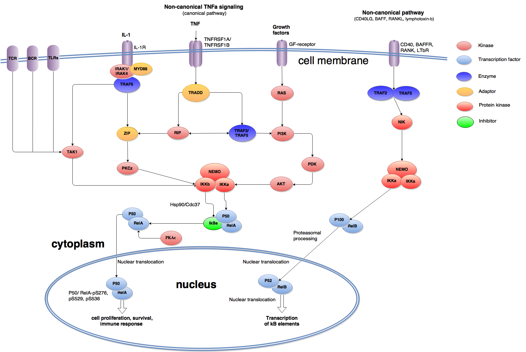 途径: NF-kappaB Signaling | www.antibodies-online.cn