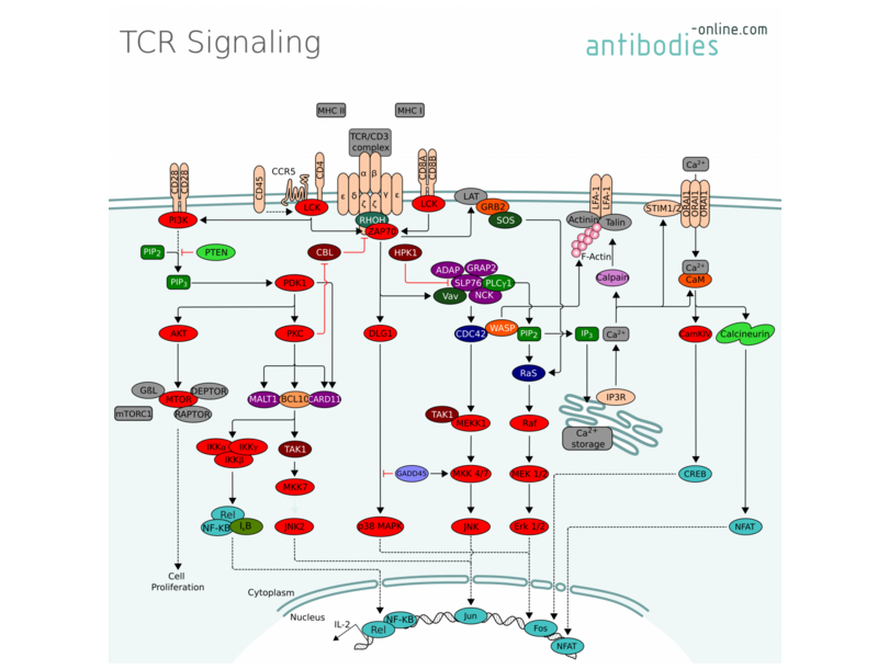 途径: TCR Signaling | www.antibodies-online.cn
