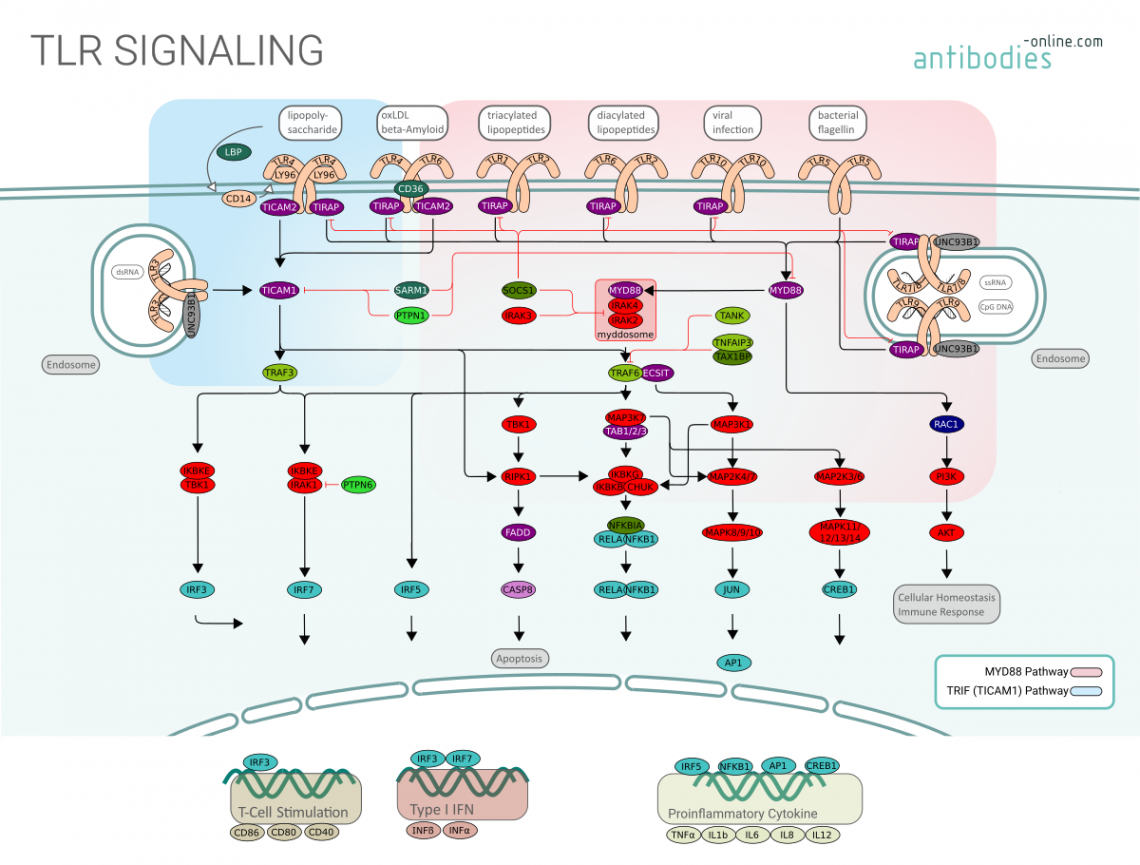 途径: TLR signaling | www.antibodies-online.cn