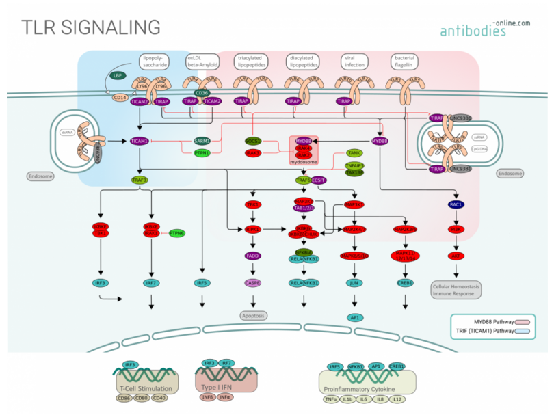 途径: TLR signaling | www.antibodies-online.cn