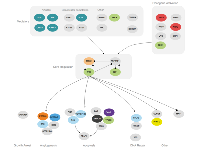 途径: p53 Pathway | www.antibodies-online.cn